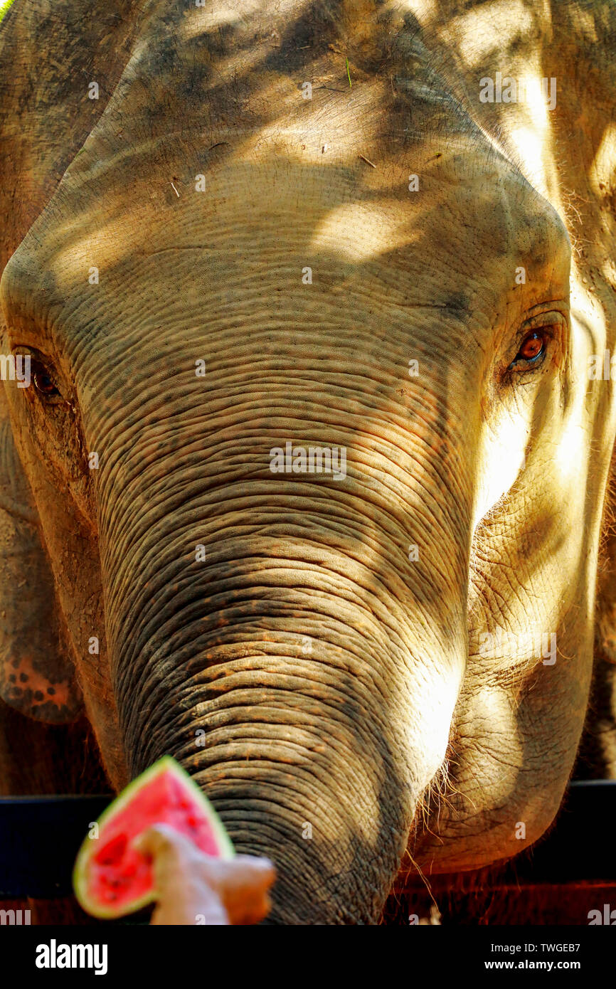 Close up photo of elephant face Stock Photo - Alamy