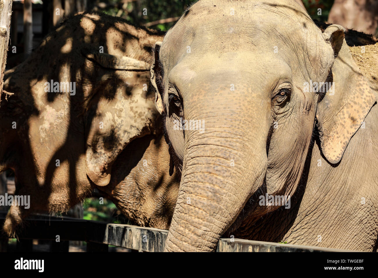 Close up photo of elephant face Stock Photo - Alamy