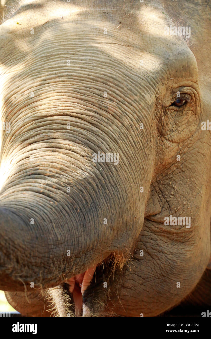 Close up photo of elephant face Stock Photo - Alamy