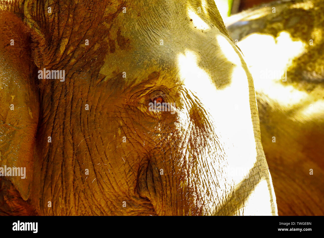 Close up photo of elephant face Stock Photo - Alamy