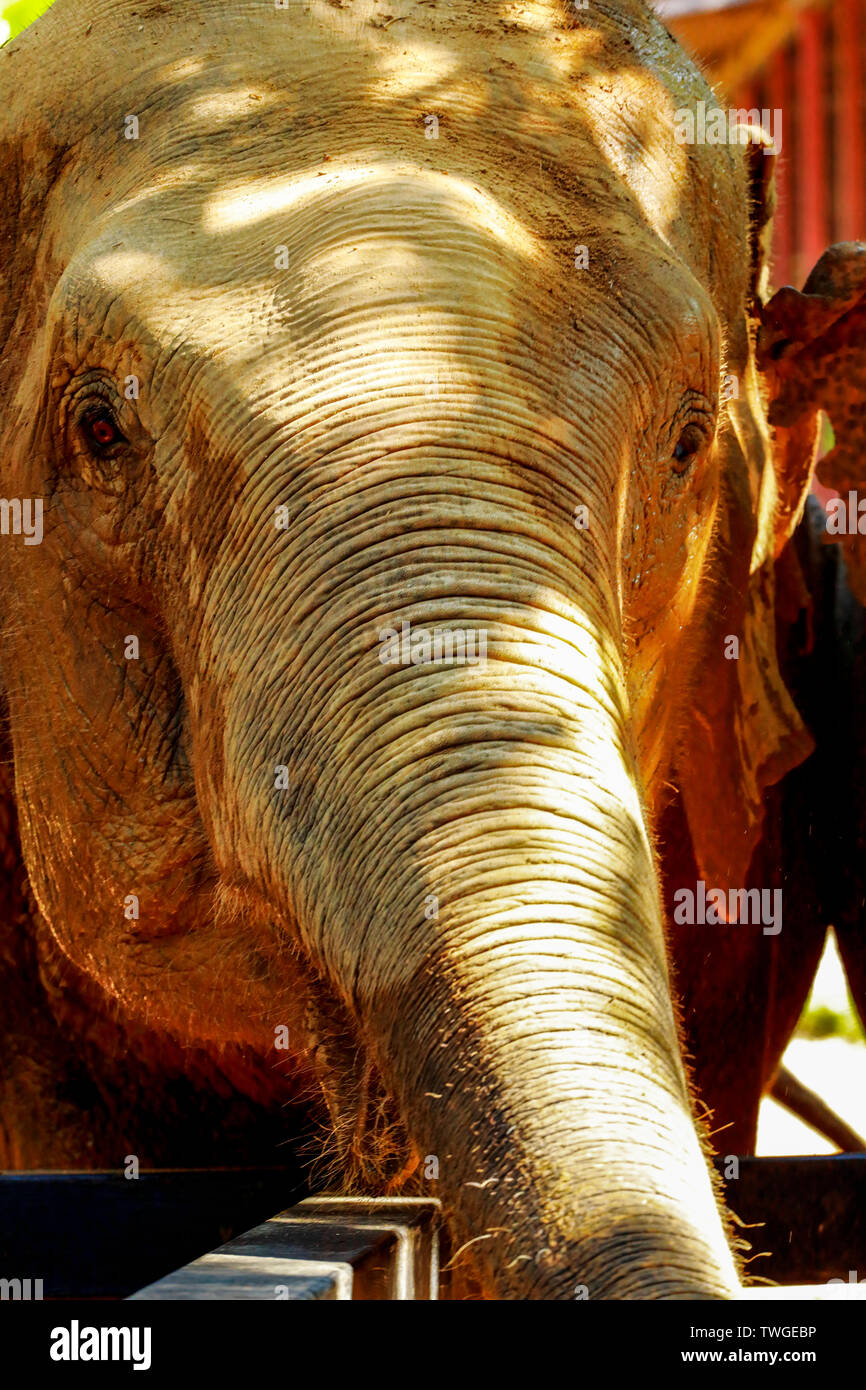 Close up photo of elephant face Stock Photo - Alamy
