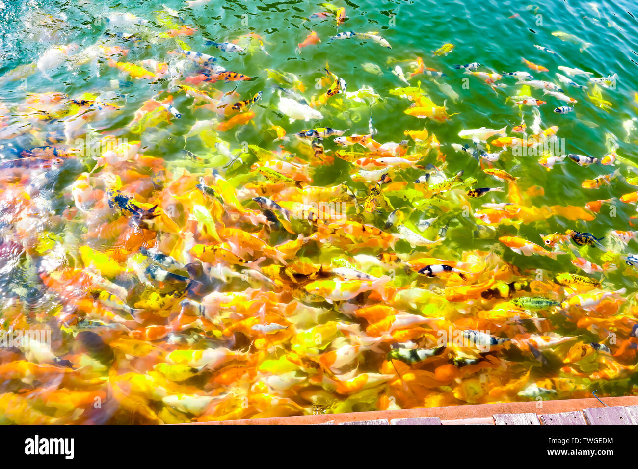 Koi fish swimming in the pool Stock Photo - Alamy