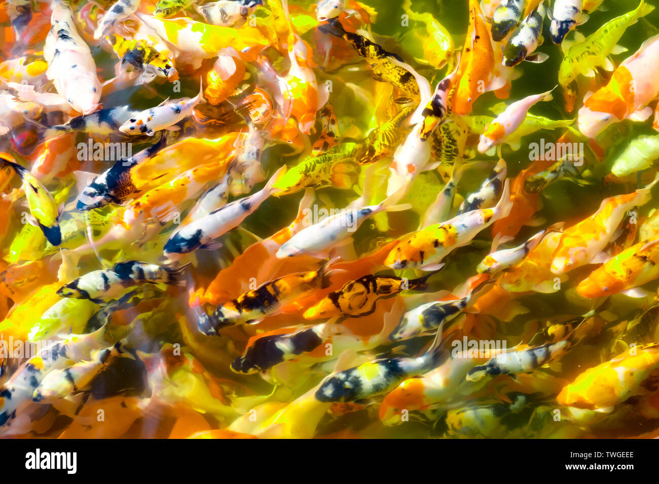 Beautiful golden fish swimming in hi-res stock photography and images ...