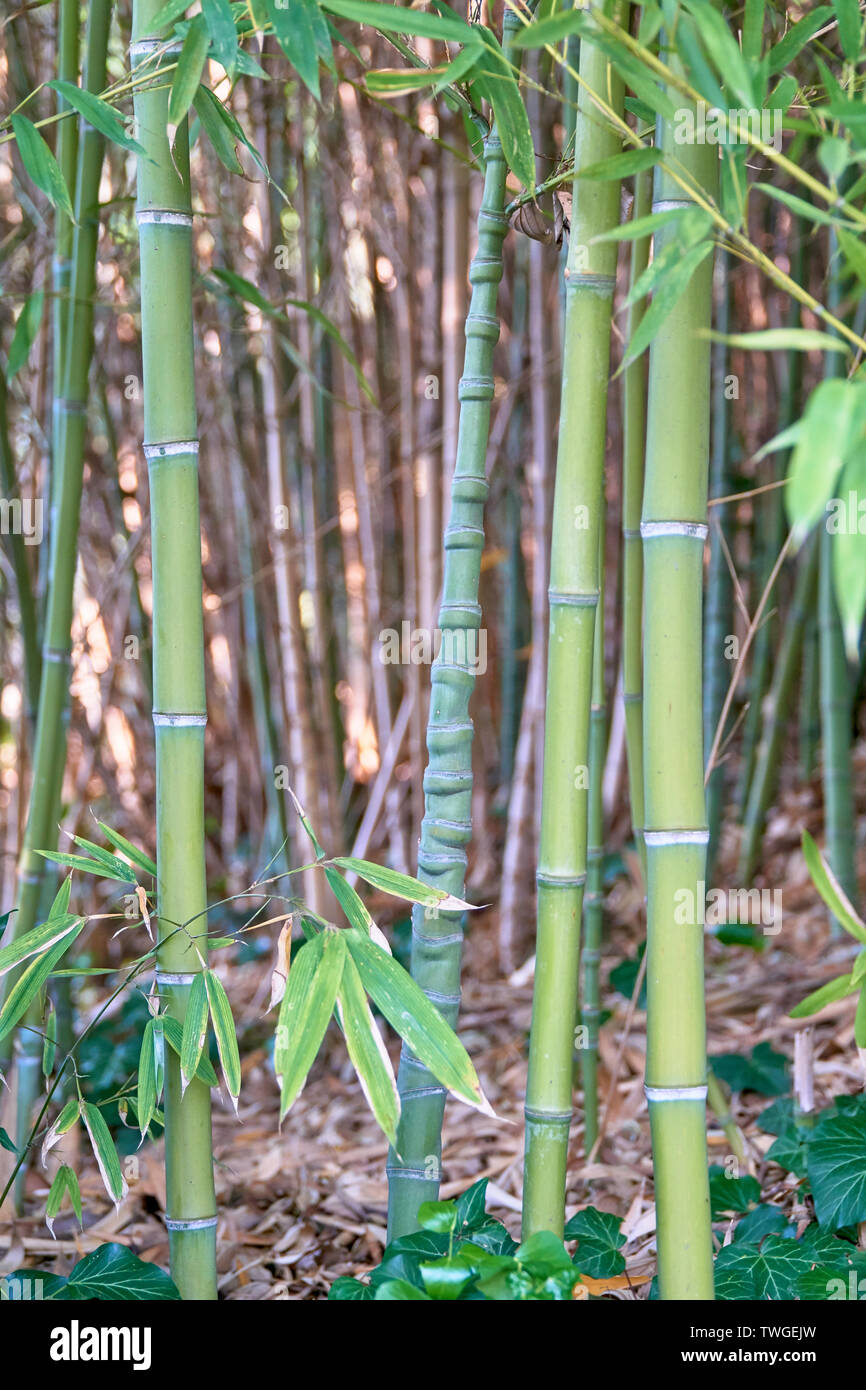 Coccaglio hi-res stock photography and images - Alamy