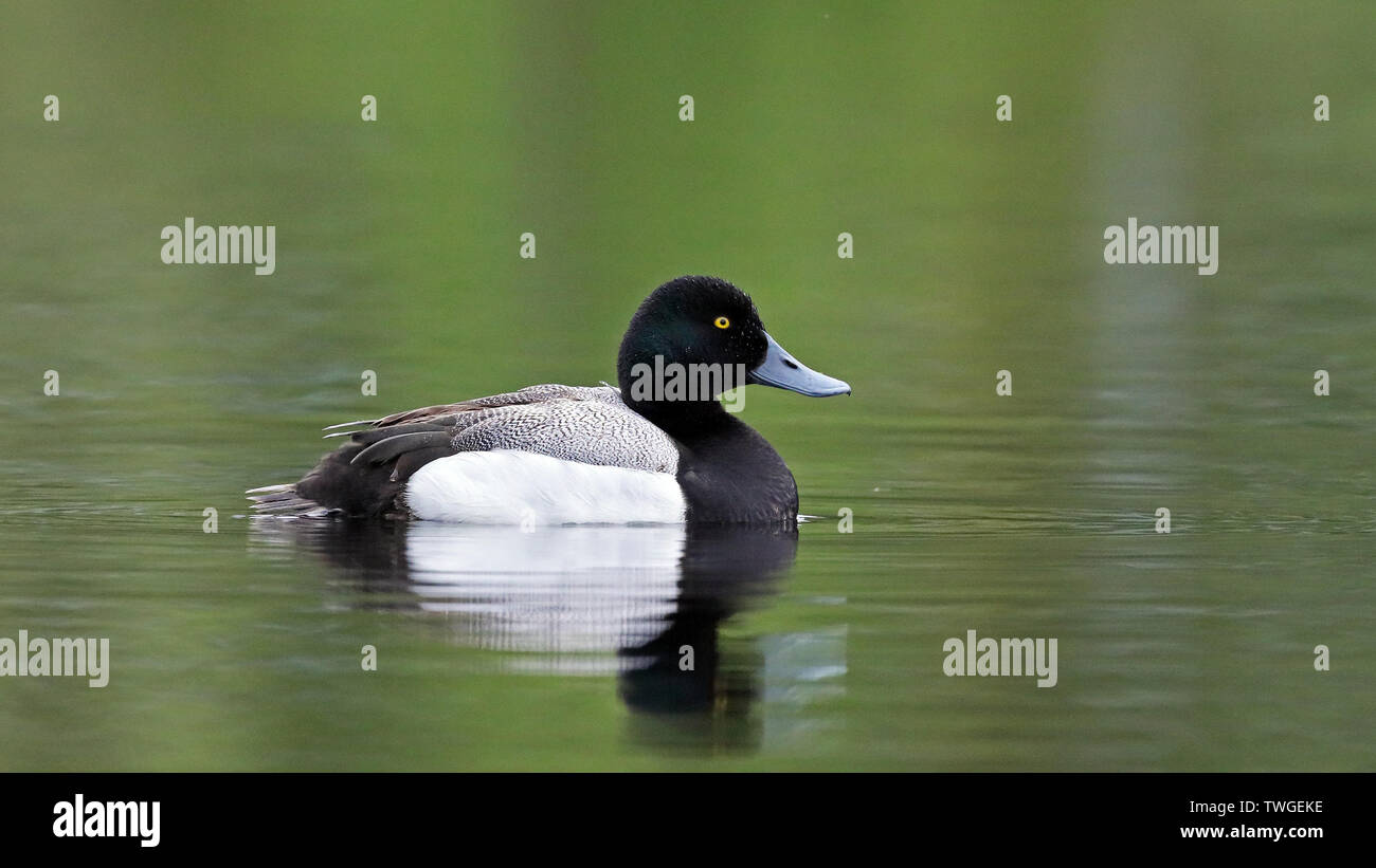 Bluebill Duck High Resolution Stock Photography and Images - Alamy