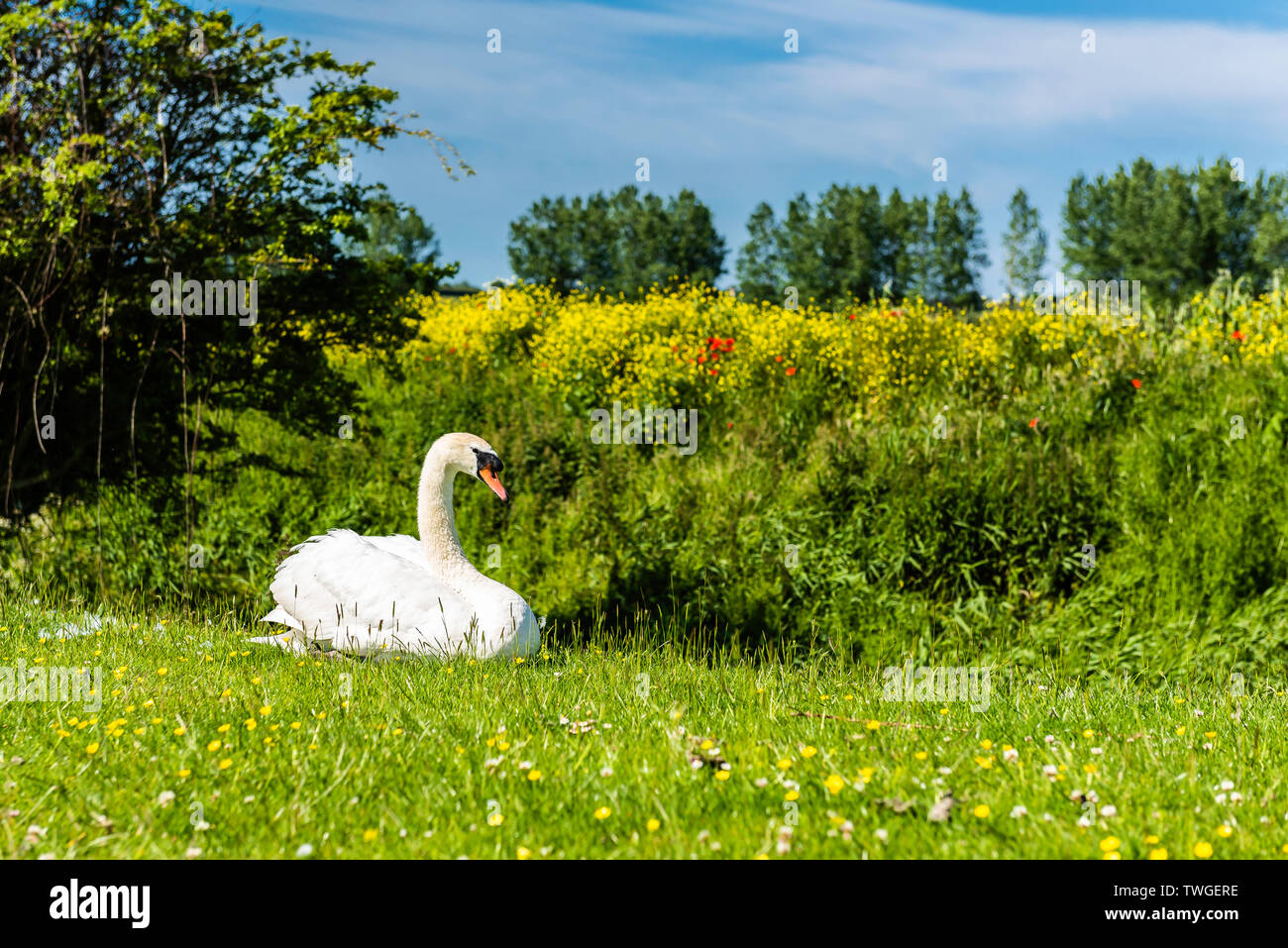 Swan resting by a canal near Winchelsea in East Sussex, England Stock ...