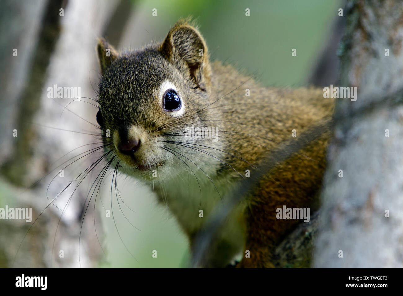 A wild red squirrel "Tamiasciurus hudsonicus", looking around a tree ...