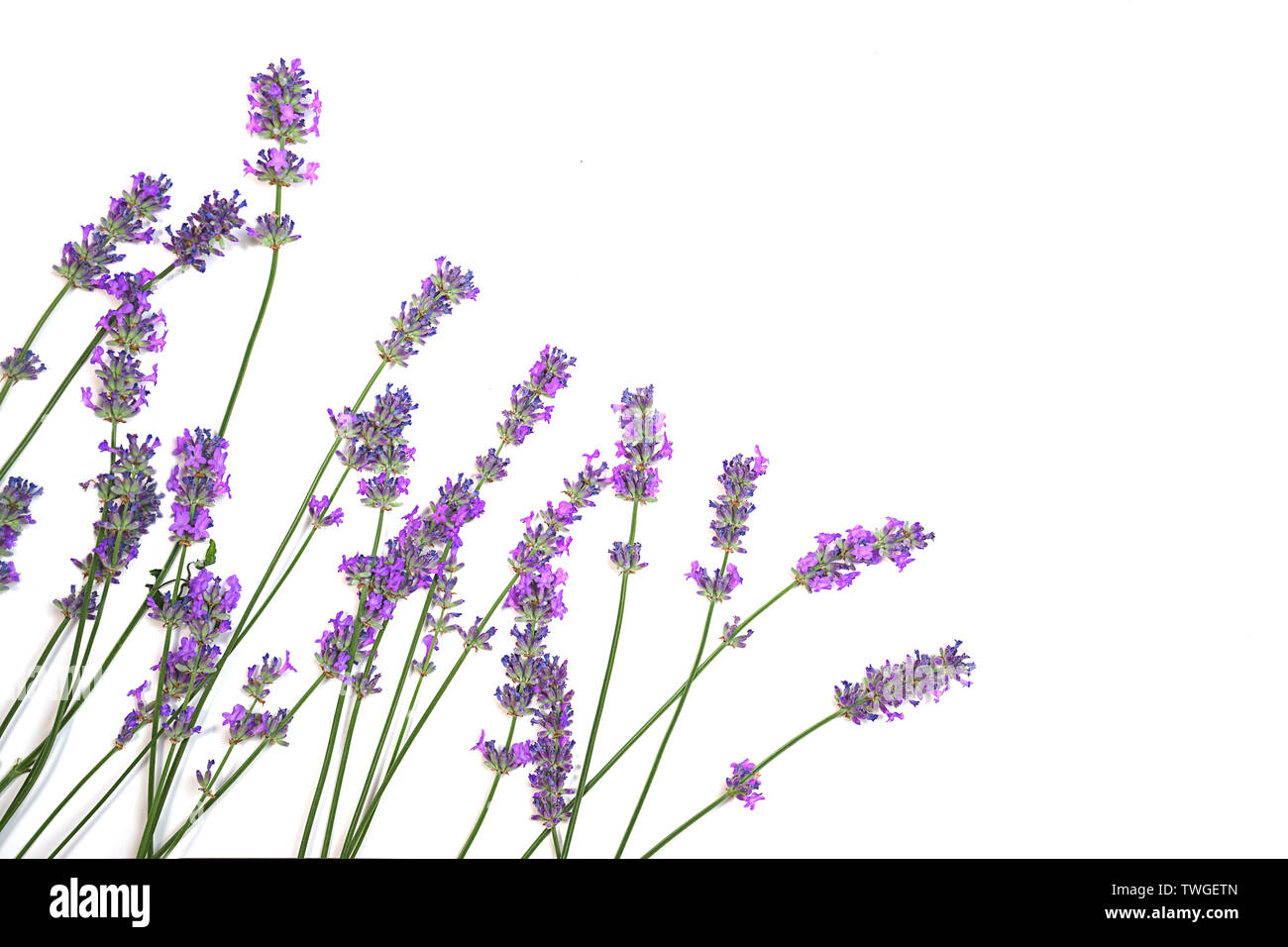 Lavender flowers pattern isolated on white background. Flat lay, top ...