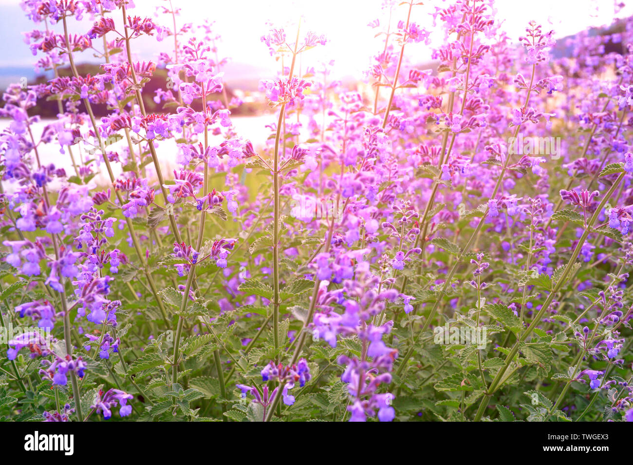 Kawaguchiko oishi hi-res stock photography and images - Alamy