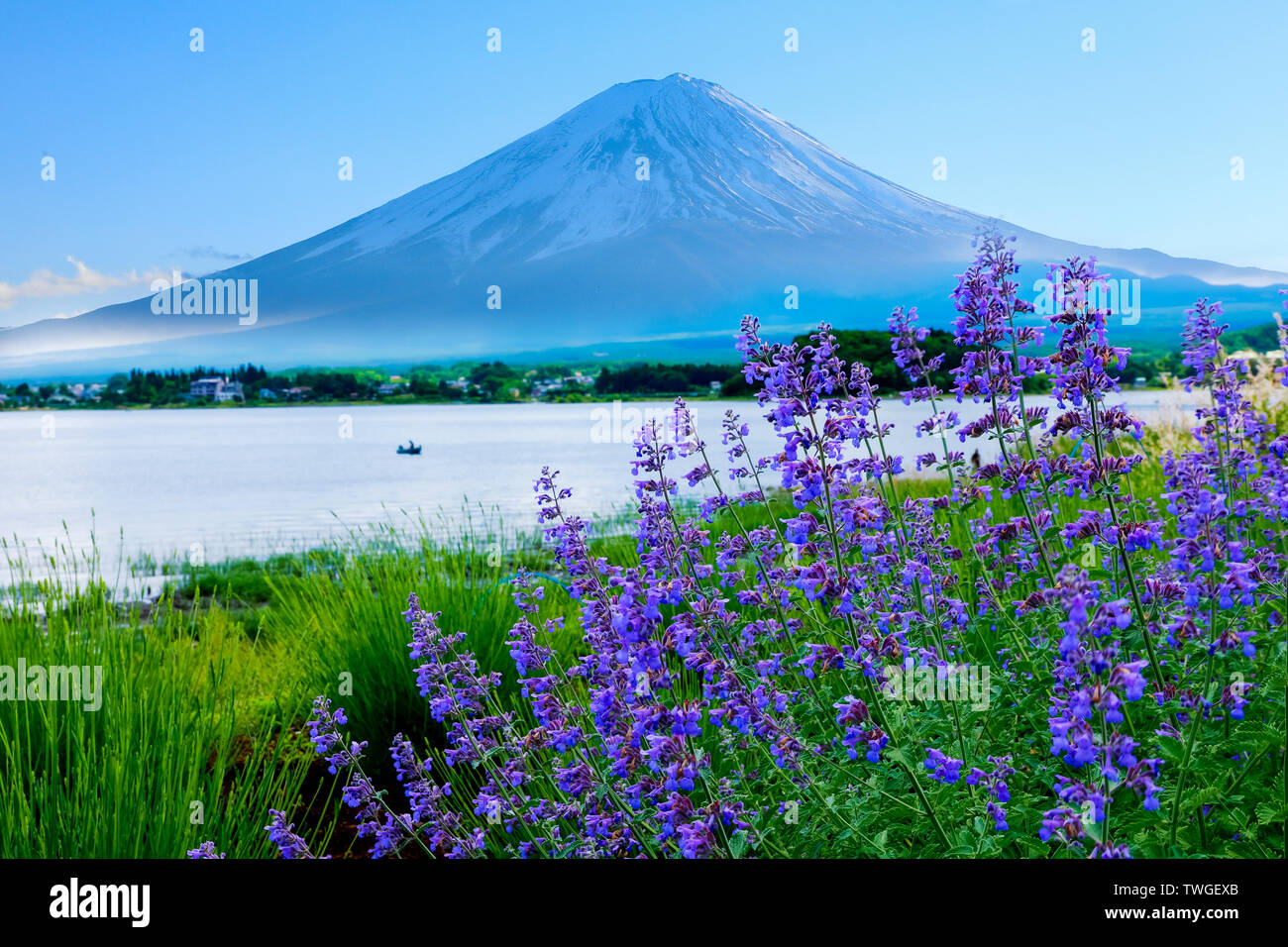 lavender flower field in the garden beside fuji mountain ,Japan Stock ...