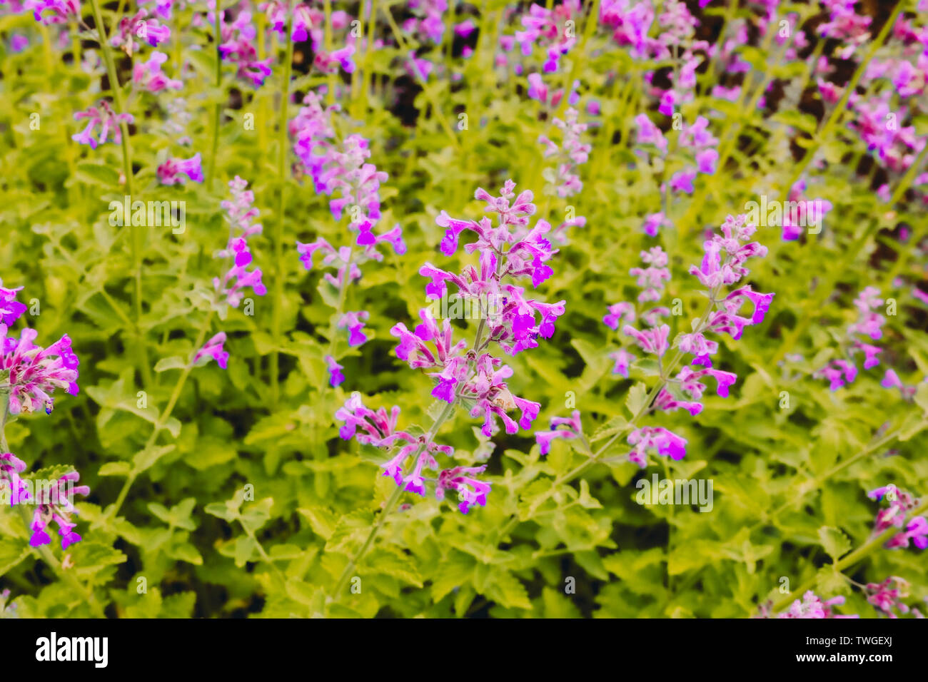 lavender flower field in the garden beside fuji mountain ,Japan Stock ...