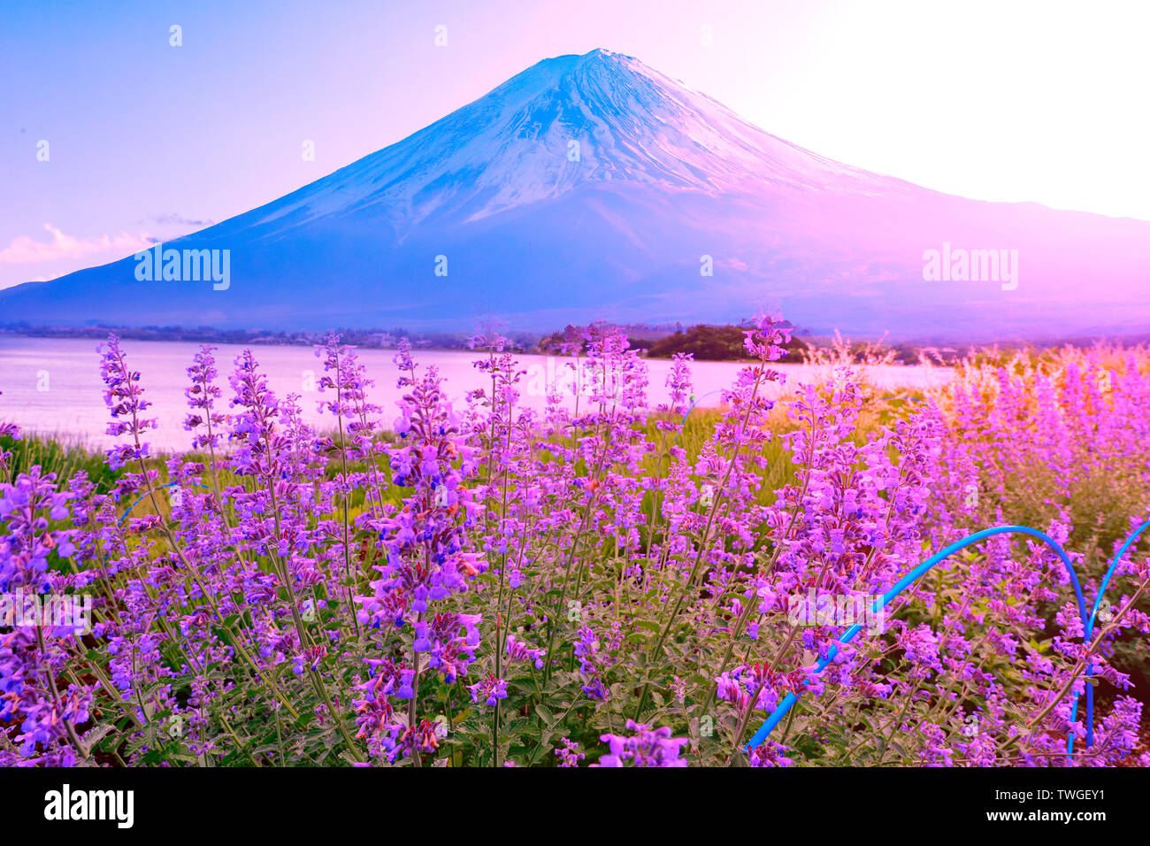 lavender flower field in the garden beside fuji mountain ,Japan Stock ...