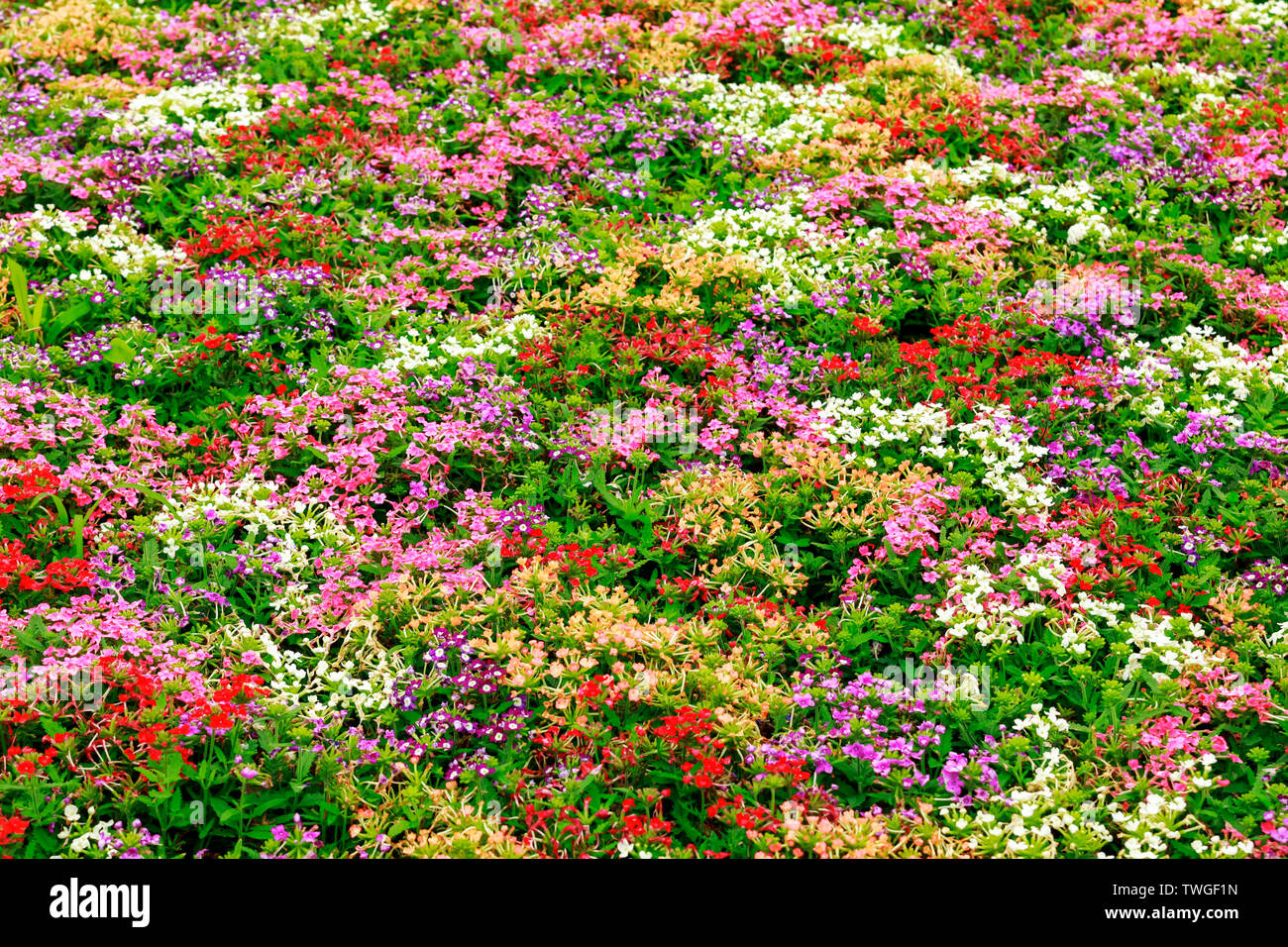 flowers bloom in the garden for natural background Stock Photo - Alamy
