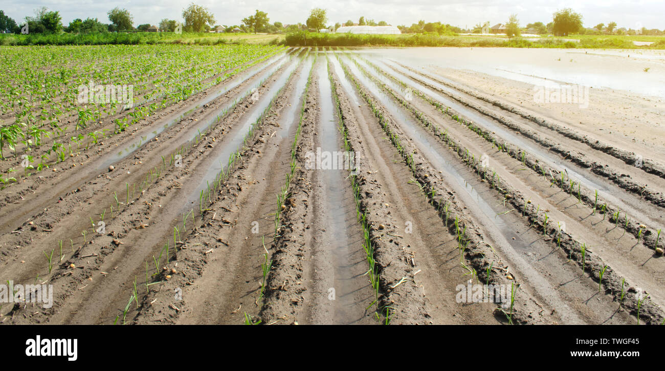 Vegetable rows flooded with water. Flood in the countryside and rising ...