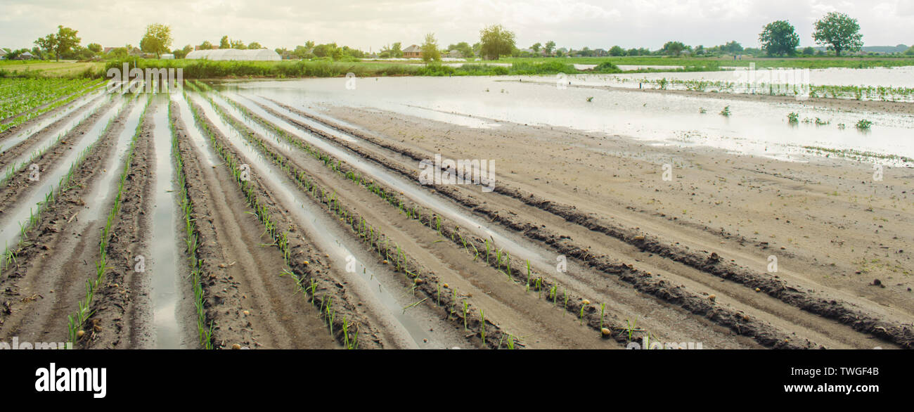 Vegetable rows flooded with water. Flood in the countryside and rising ...