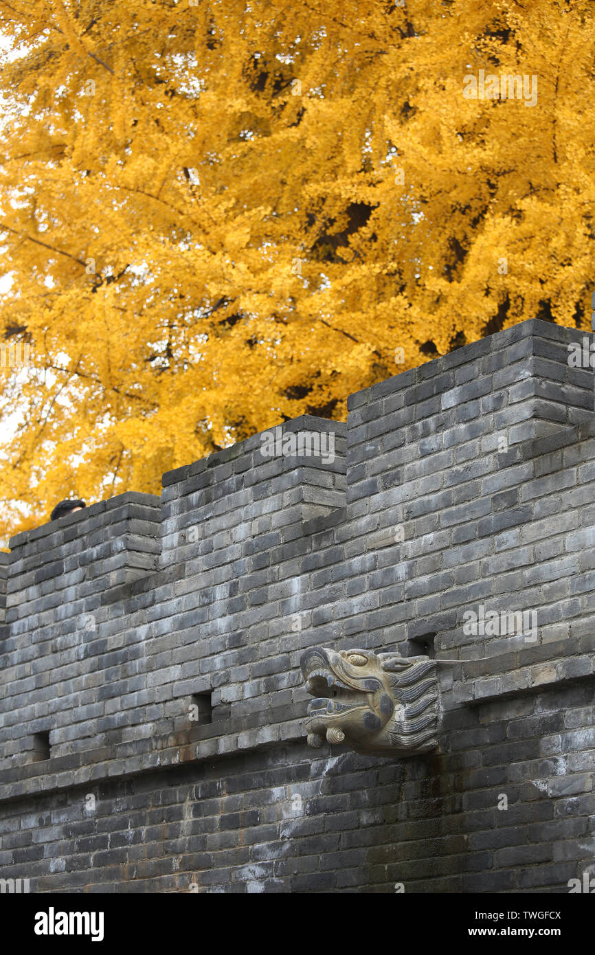 Ginkgo guanyin temple hi-res stock photography and images - Alamy