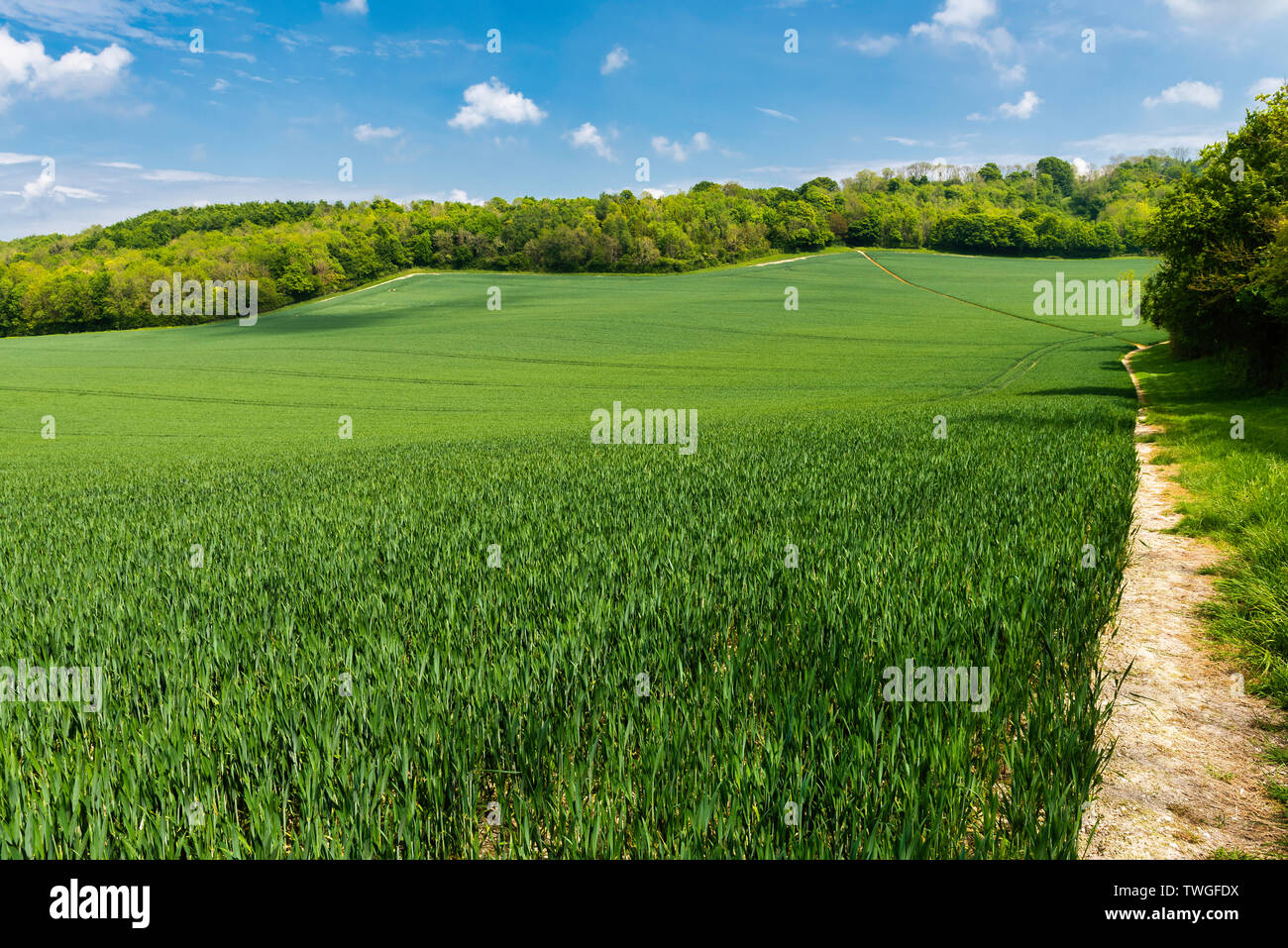 Path through wheat field hi-res stock photography and images - Alamy
