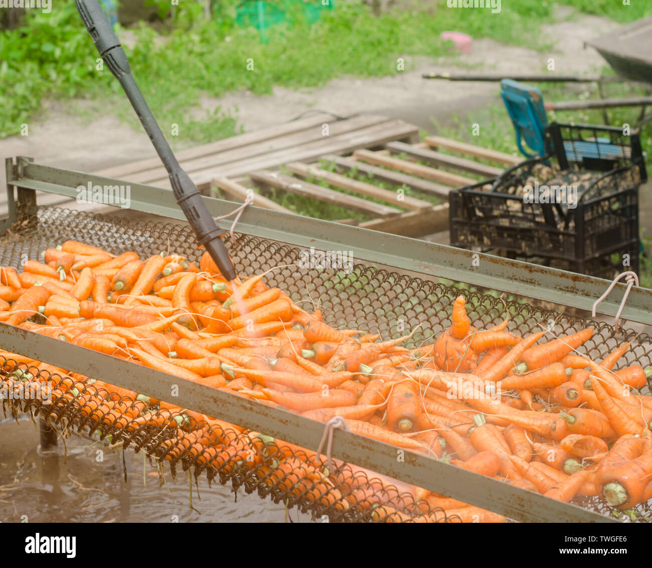 The process of cleaning freshly harvested carrots from the soil using ...