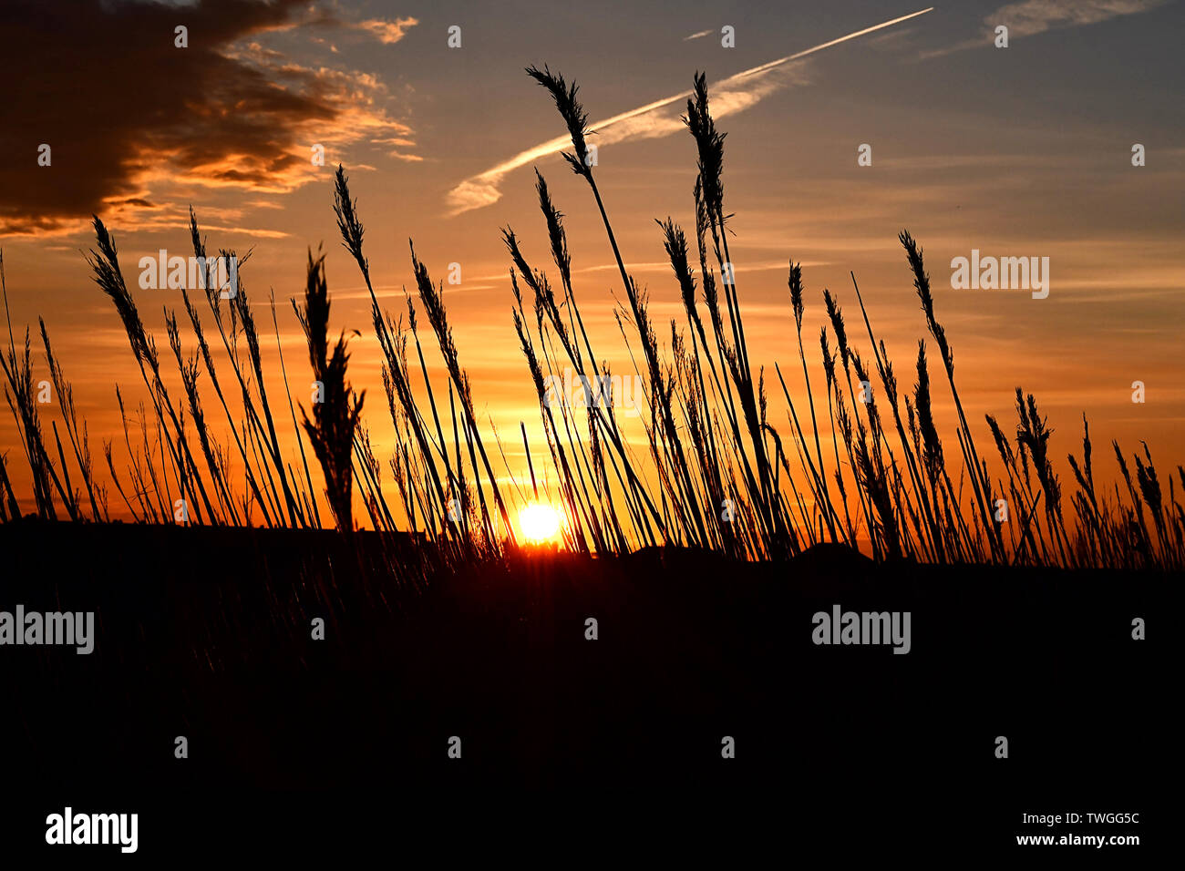 Sunset with tall grass Stock Photo - Alamy