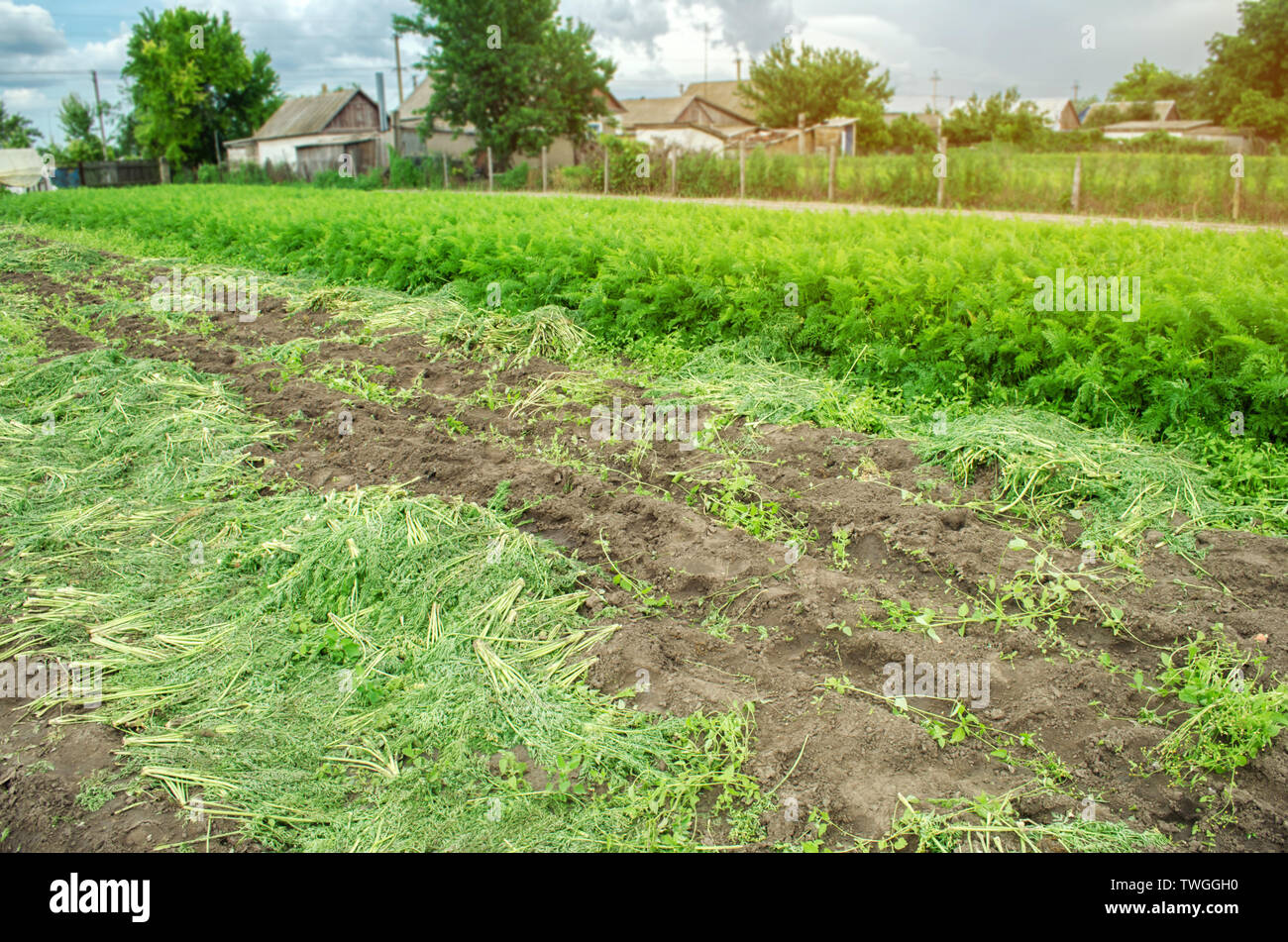 Agricultural field with a partially harvested carrot crop. Seasonal ...