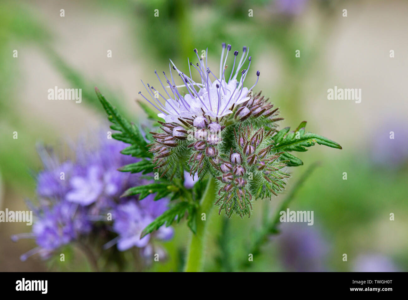 The flowers of a fiddleneck (Phacelia tanacetifolia Stock Photo - Alamy