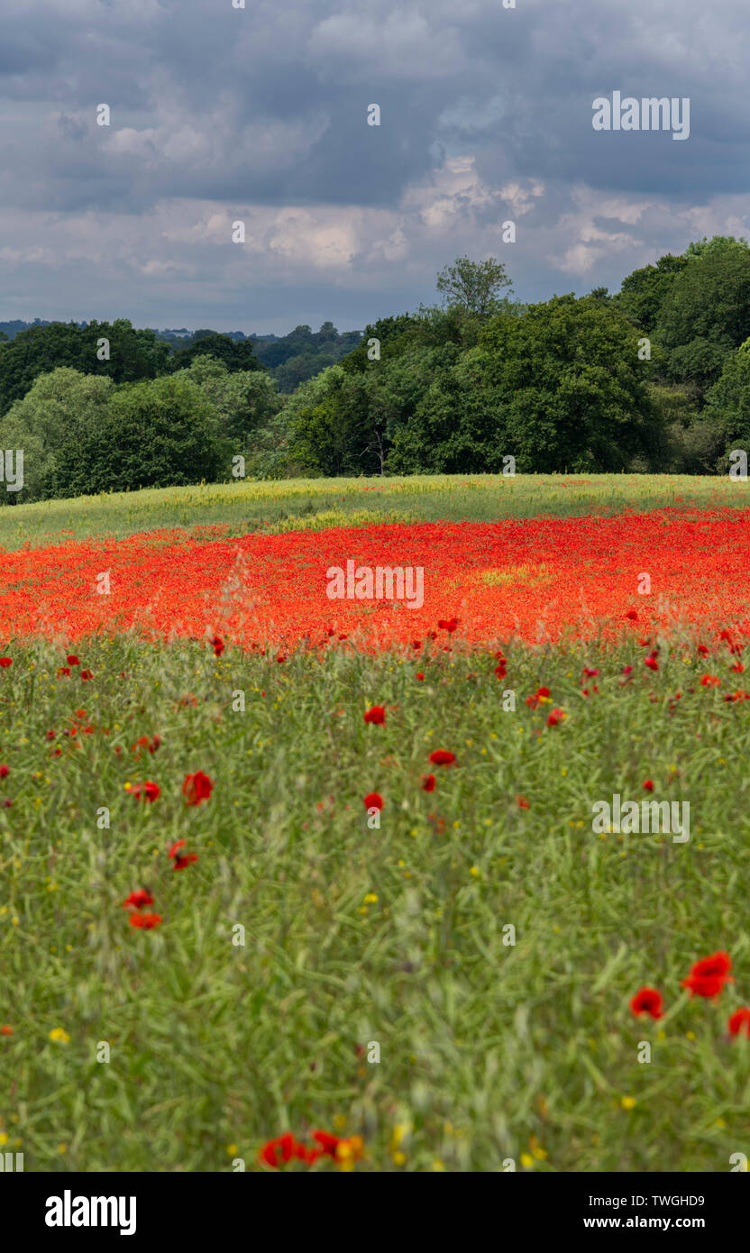 Poppy field Hertfordshire UK Stock Photo - Alamy
