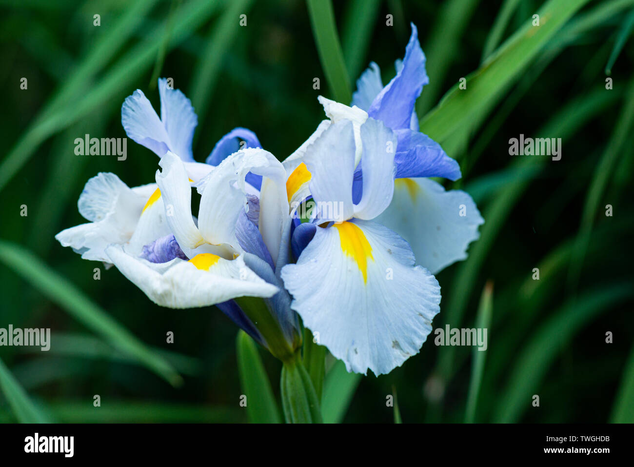 Silvery colour hi-res stock photography and images - Alamy