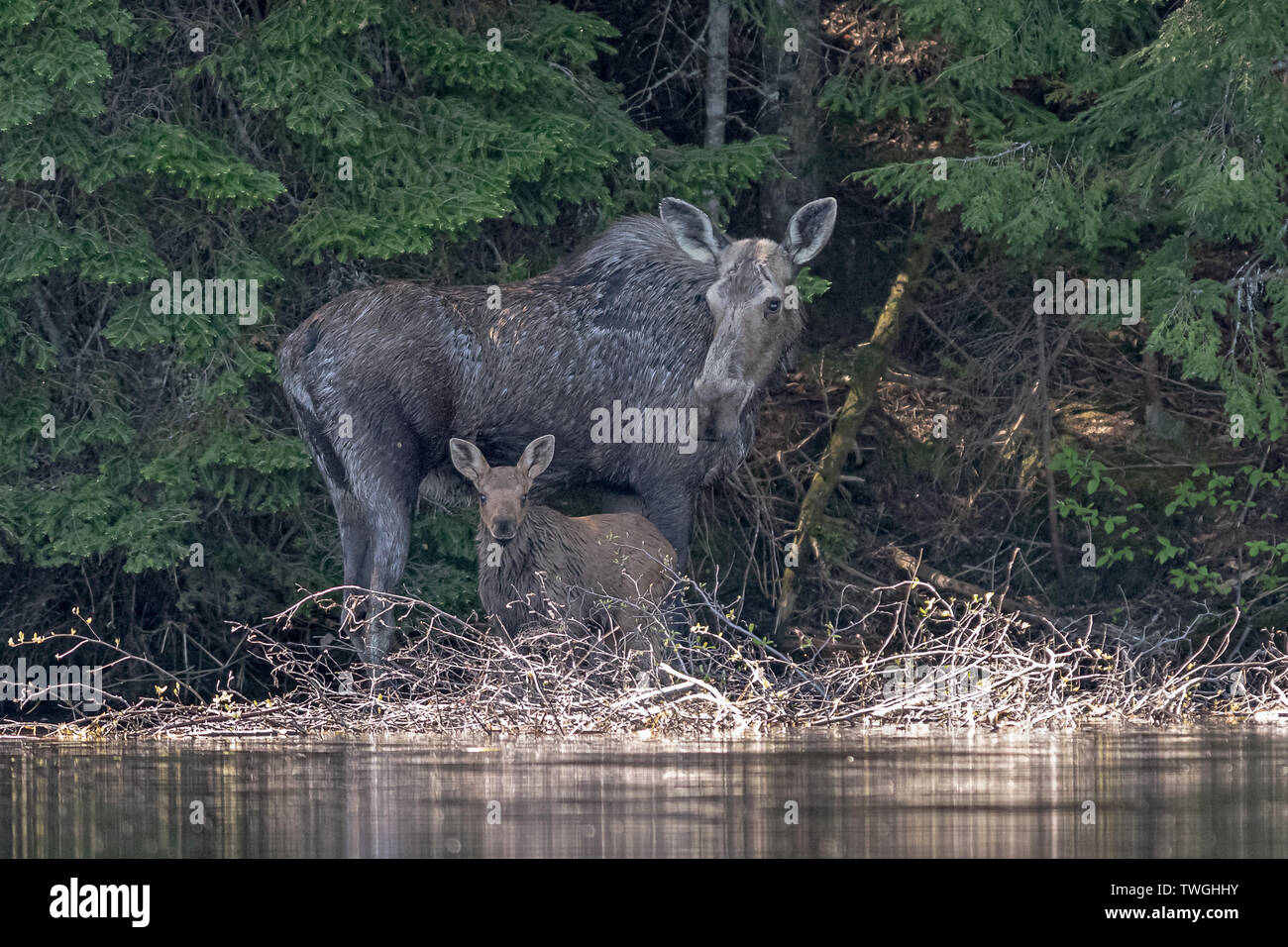 Mother and baby moose hi-res stock photography and images - Alamy
