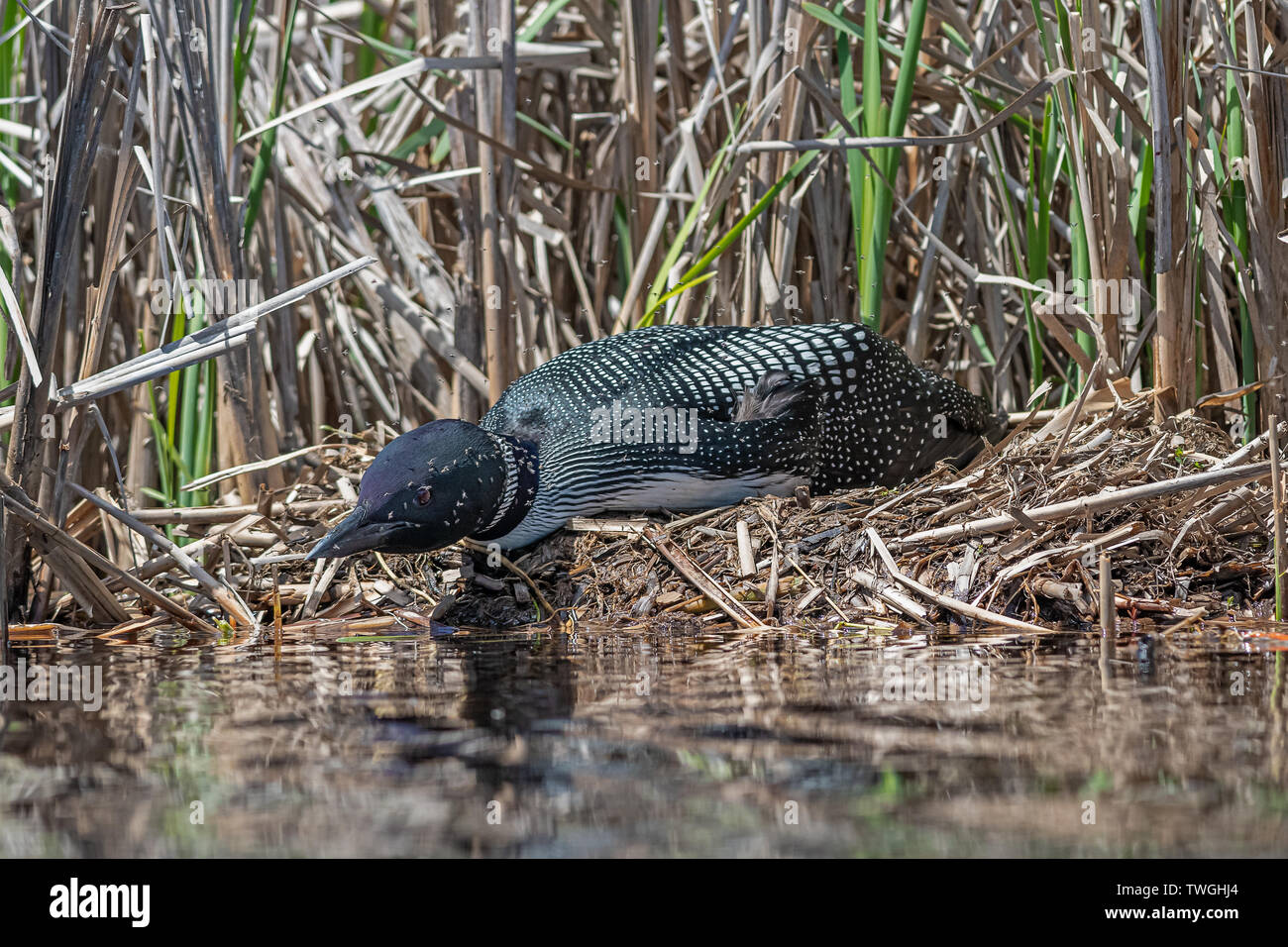 Loon nesting hi-res stock photography and images - Alamy