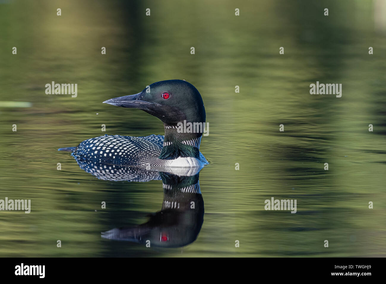 Loon nesting hi-res stock photography and images - Alamy