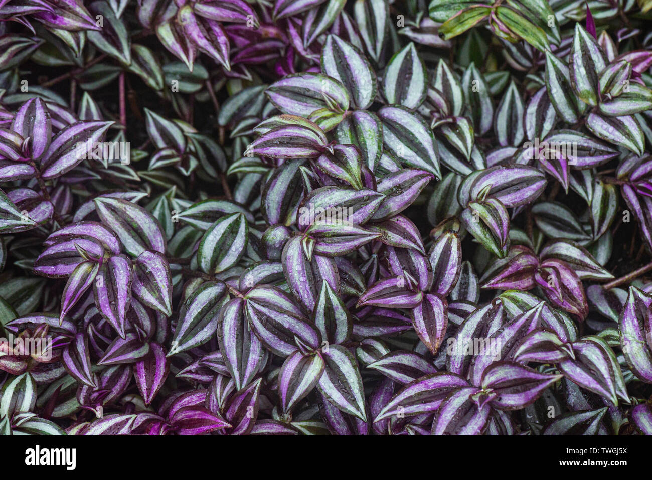 T zebrina hi-res stock photography and images - Alamy