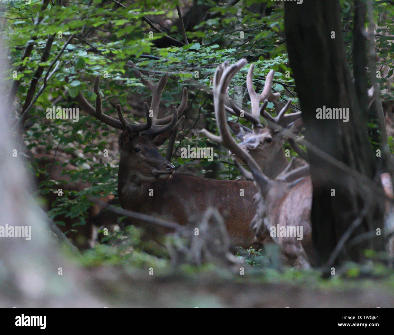 Young roebuck grazing bushes in hi-res stock photography and images - Alamy