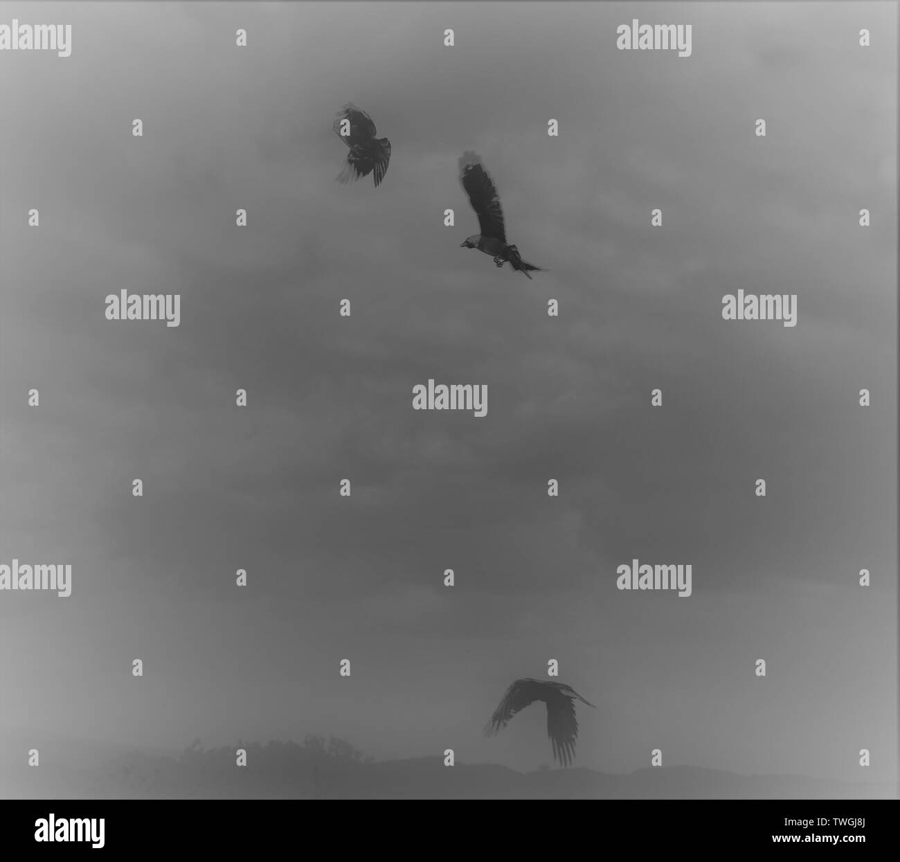 Moody high flying birds Stock Photo - Alamy