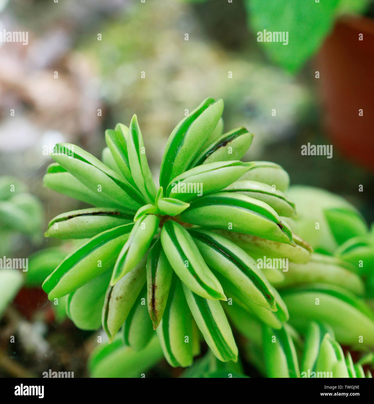 Peperomia Flowers High Resolution Stock Photography and Images - Alamy