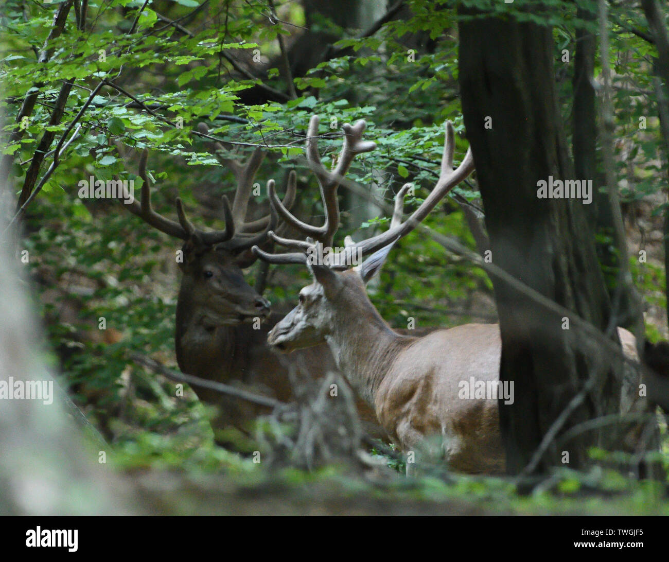 Young roebuck grazing bushes in hi-res stock photography and images - Alamy