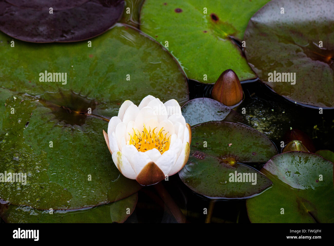 A white water lily flower Stock Photo - Alamy