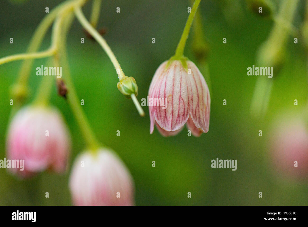 Redvein enkianthus enkianthus campanulatus hi-res stock photography and ...
