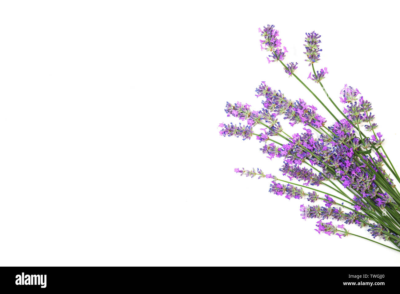 Lavender flowers pattern isolated on white background. Flat lay, top ...