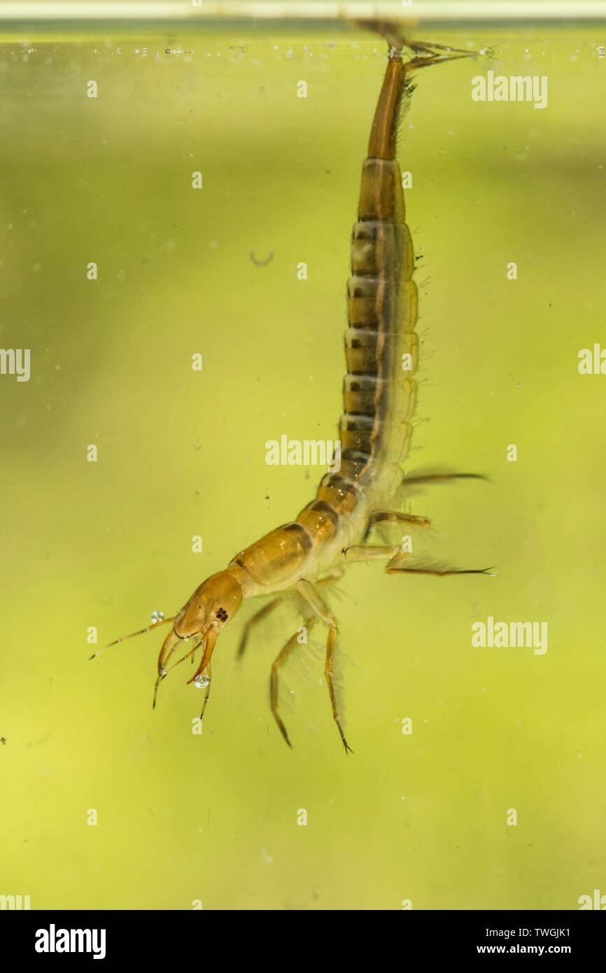 Great Diving Beetle, Dytiscus spp. nymph, larva, below water, hanging ...