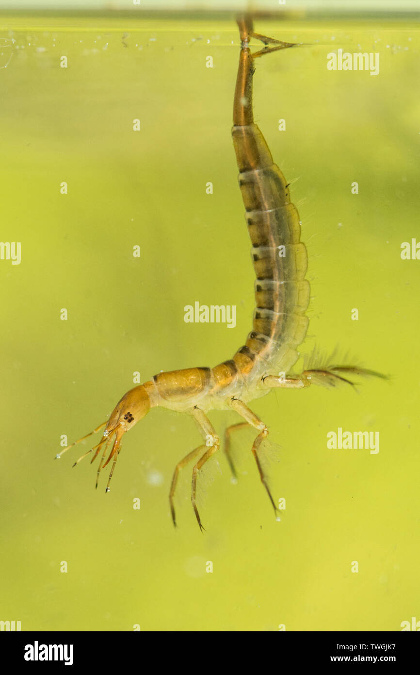 Great Diving Beetle, Dytiscus spp. nymph, larva, below water, hanging ...