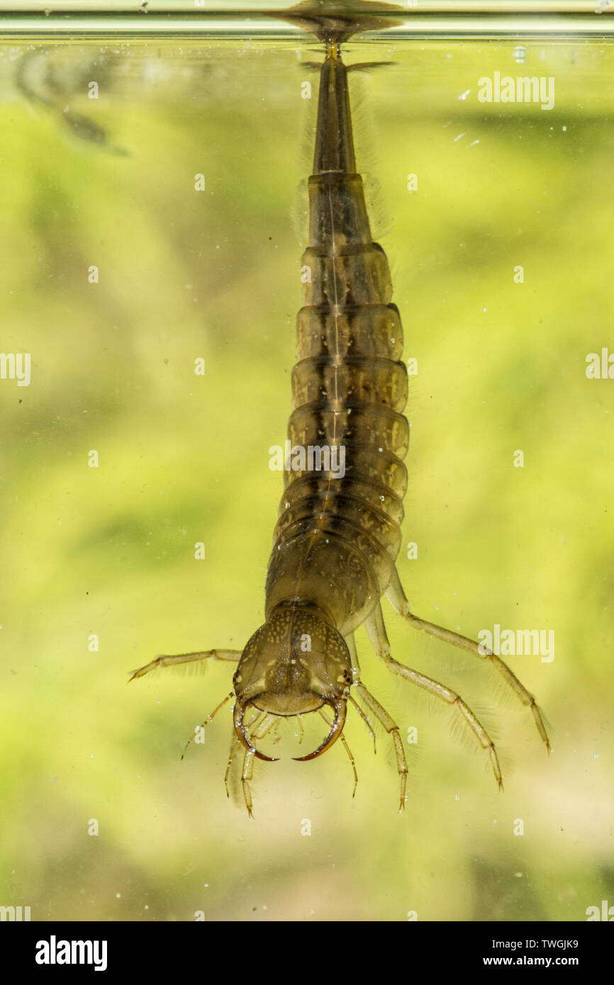 Great Diving Beetle, Dytiscus spp. nymph, larva, below water, hanging ...