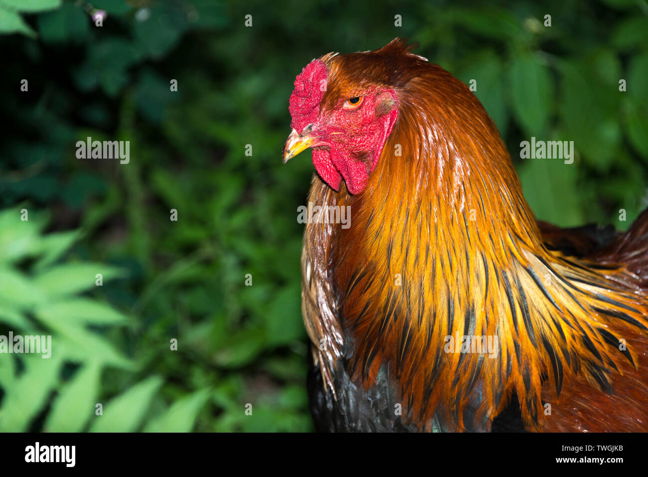 Rooster (Gallus gallus domesticus Stock Photo - Alamy