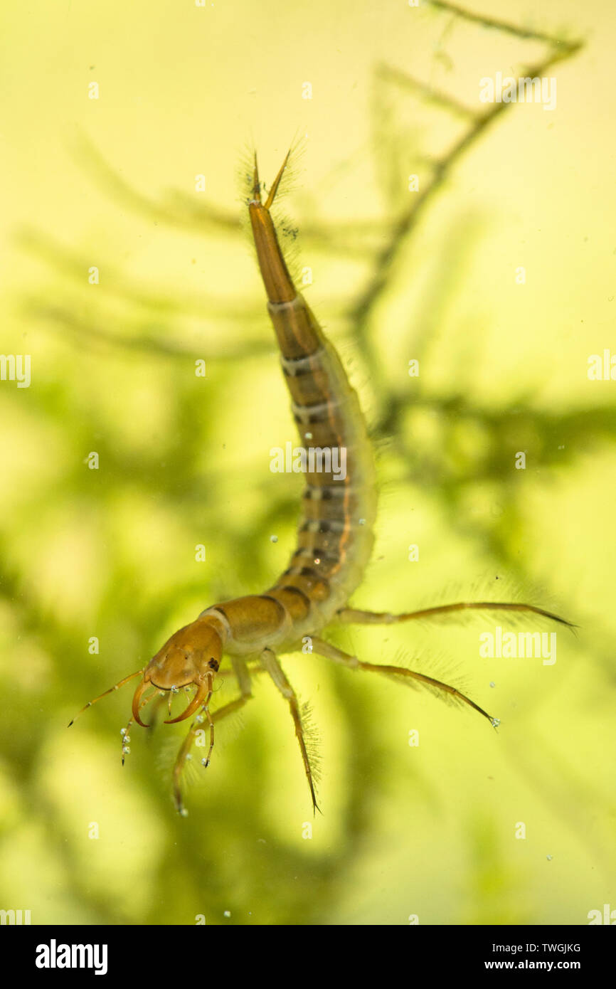 Great Diving Beetle, Dytiscus spp. nymph, larva, below water, Sussex ...