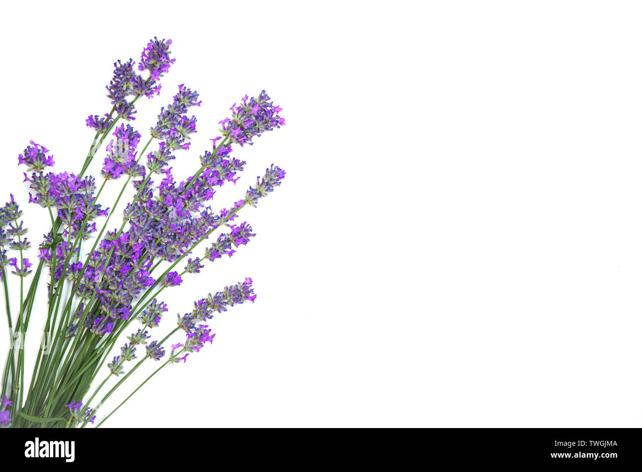 Lavender flowers pattern isolated on white background Stock Photo - Alamy