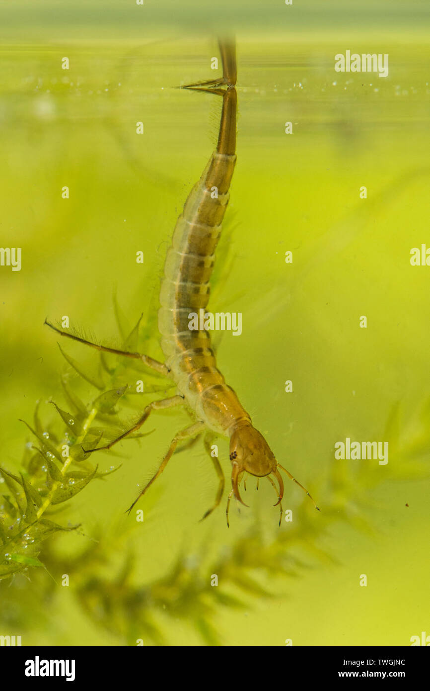 Great Diving Beetle, Dytiscus spp. nymph, larva, below water, hanging ...