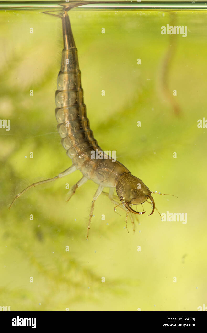 Great Diving Beetle, Dytiscus spp. nymph, larva, below water, hanging ...