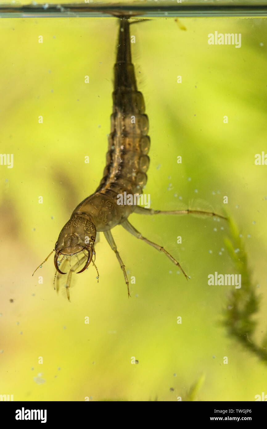 Great Diving Beetle, Dytiscus spp. nymph, larva, below water, hanging ...