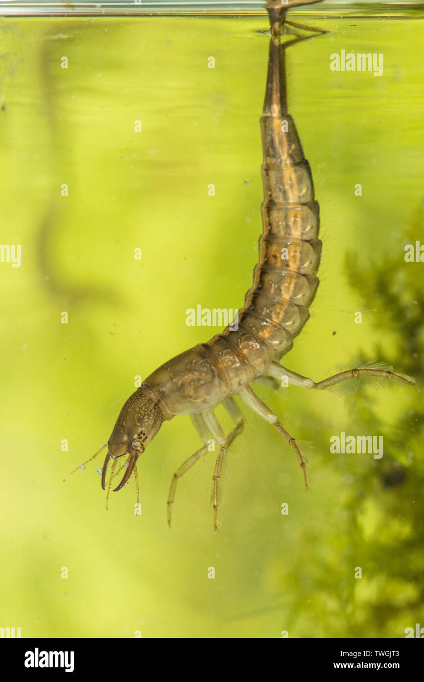 Great Diving Beetle, Dytiscus spp. nymph, larva, below water, hanging ...