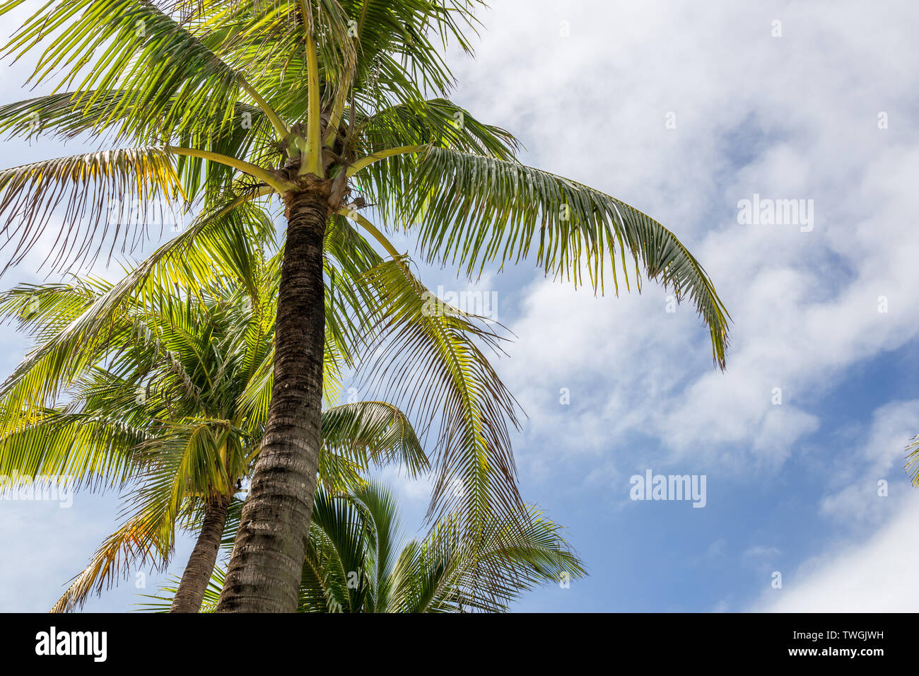 Sanya coconut tree Stock Photo - Alamy