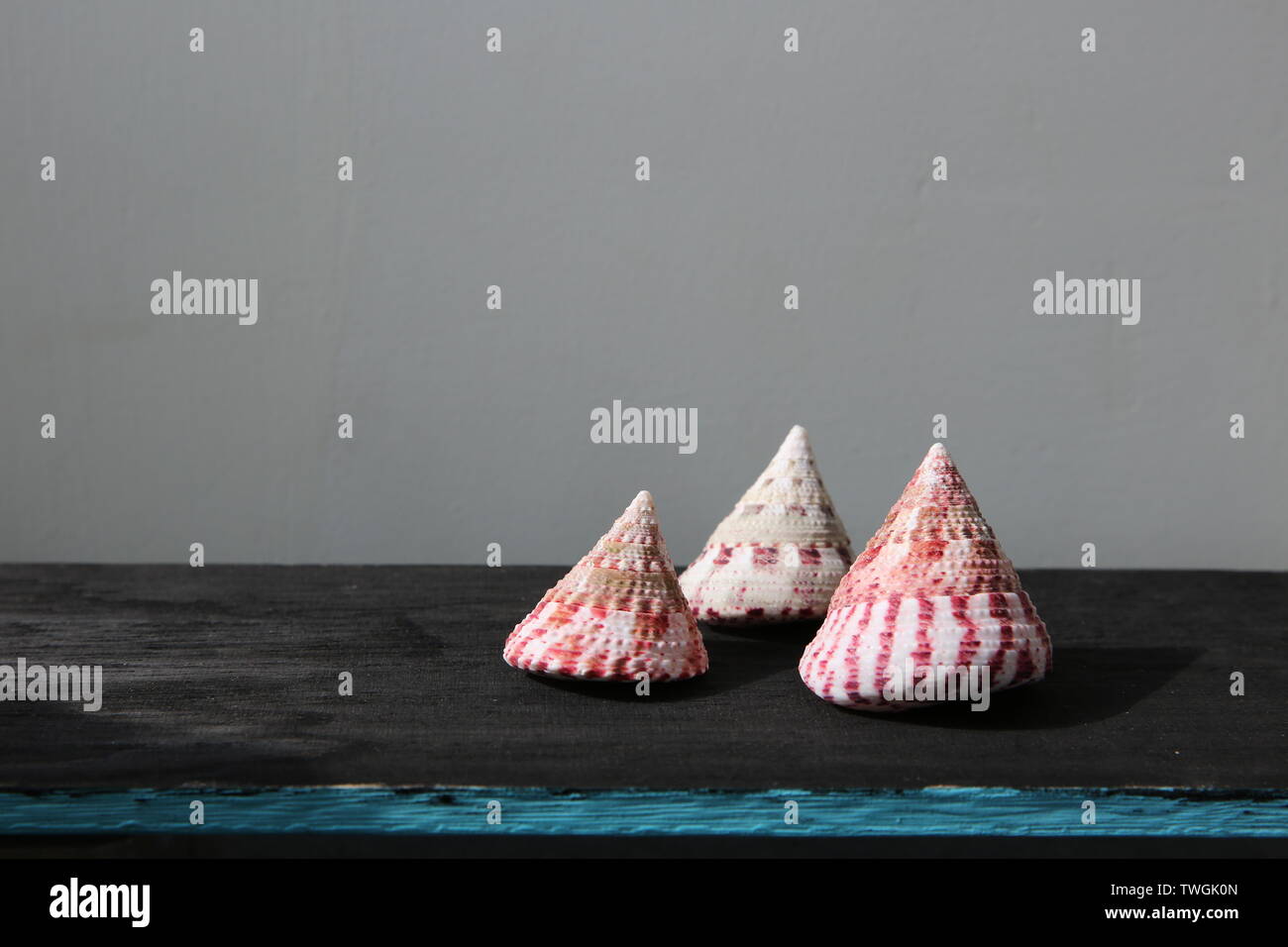 Beautiful life small fresh marine life spiral hobby hi-res stock ...